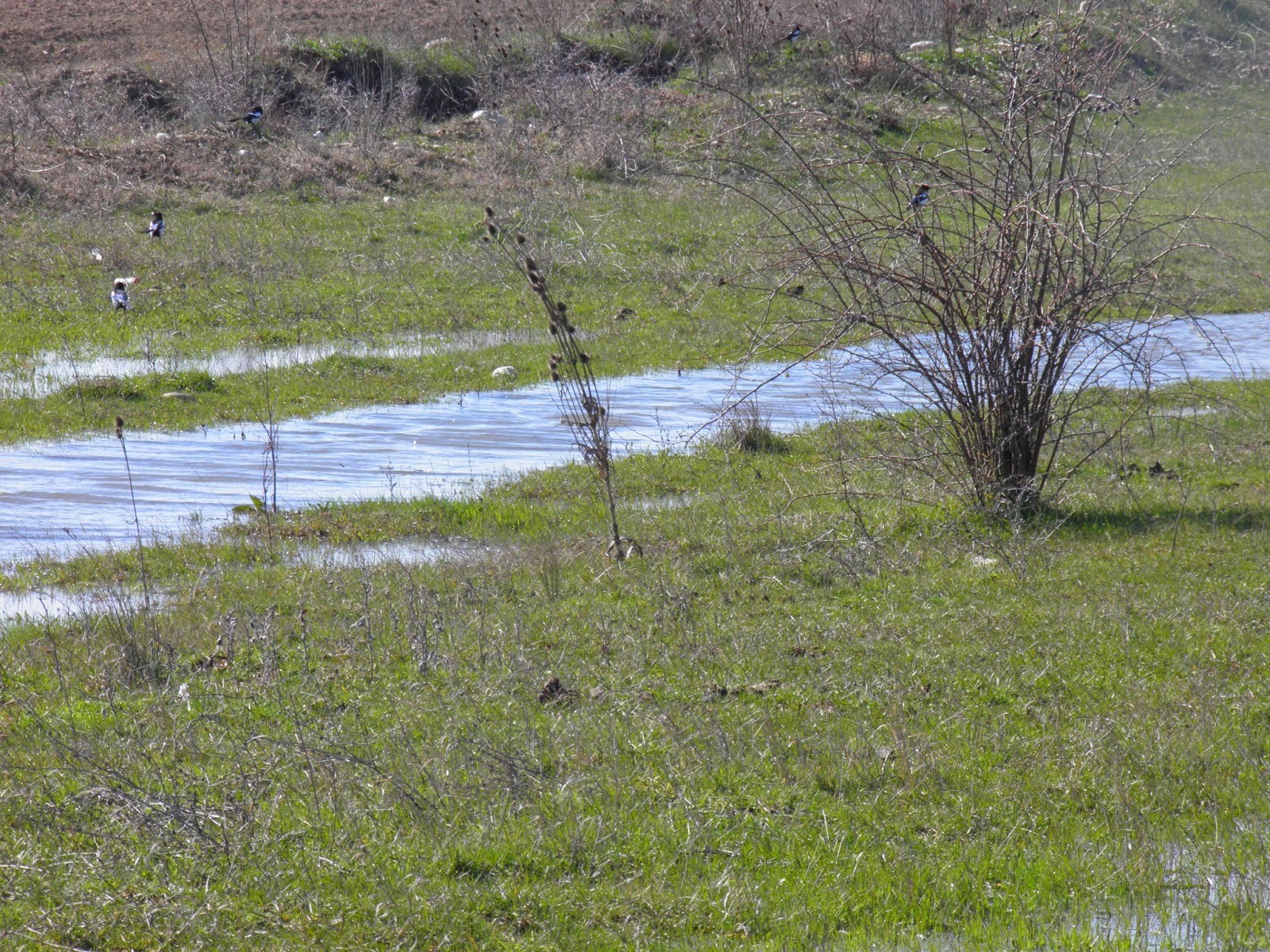 PASARI DIN ROMANIA: COTOFANA, Pica pica
