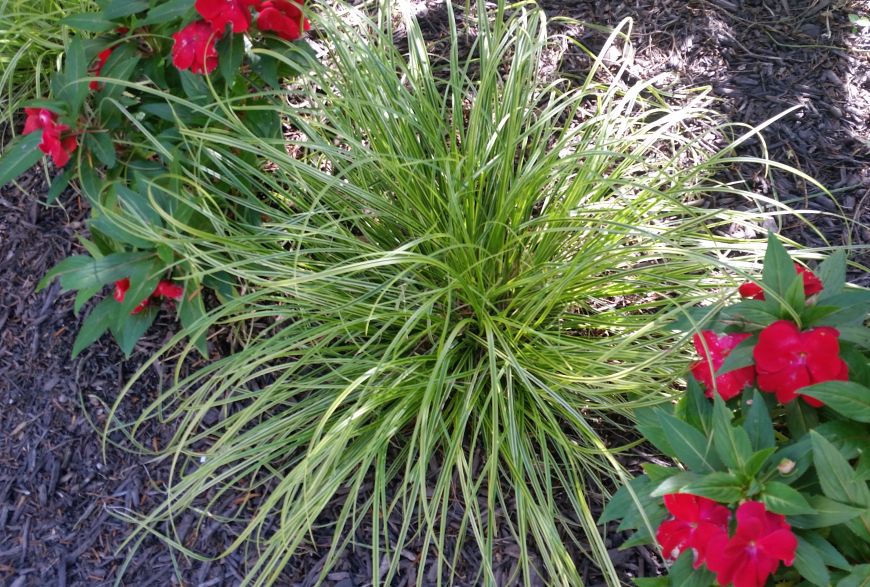 Future Plants by Randy Stewart: Carex - Ornamental Sedge