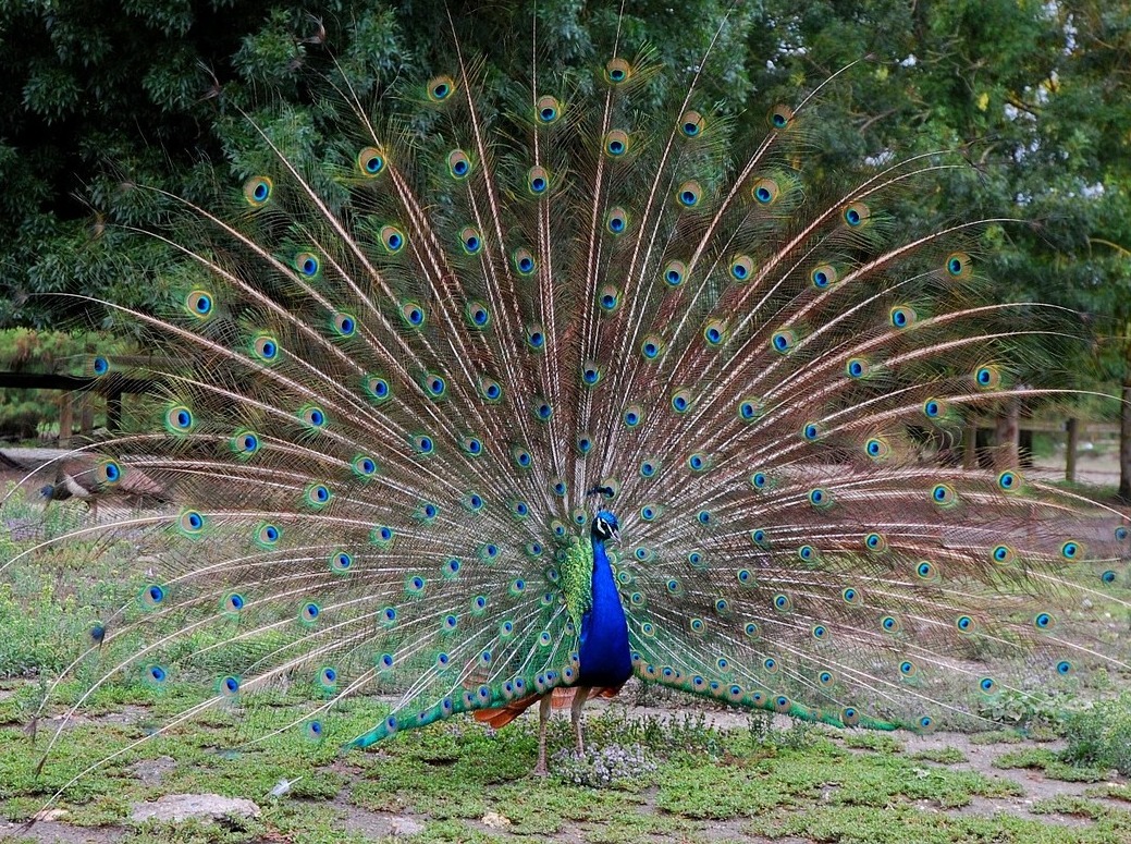 Contes d' Animals: EL PAÓ REIAL