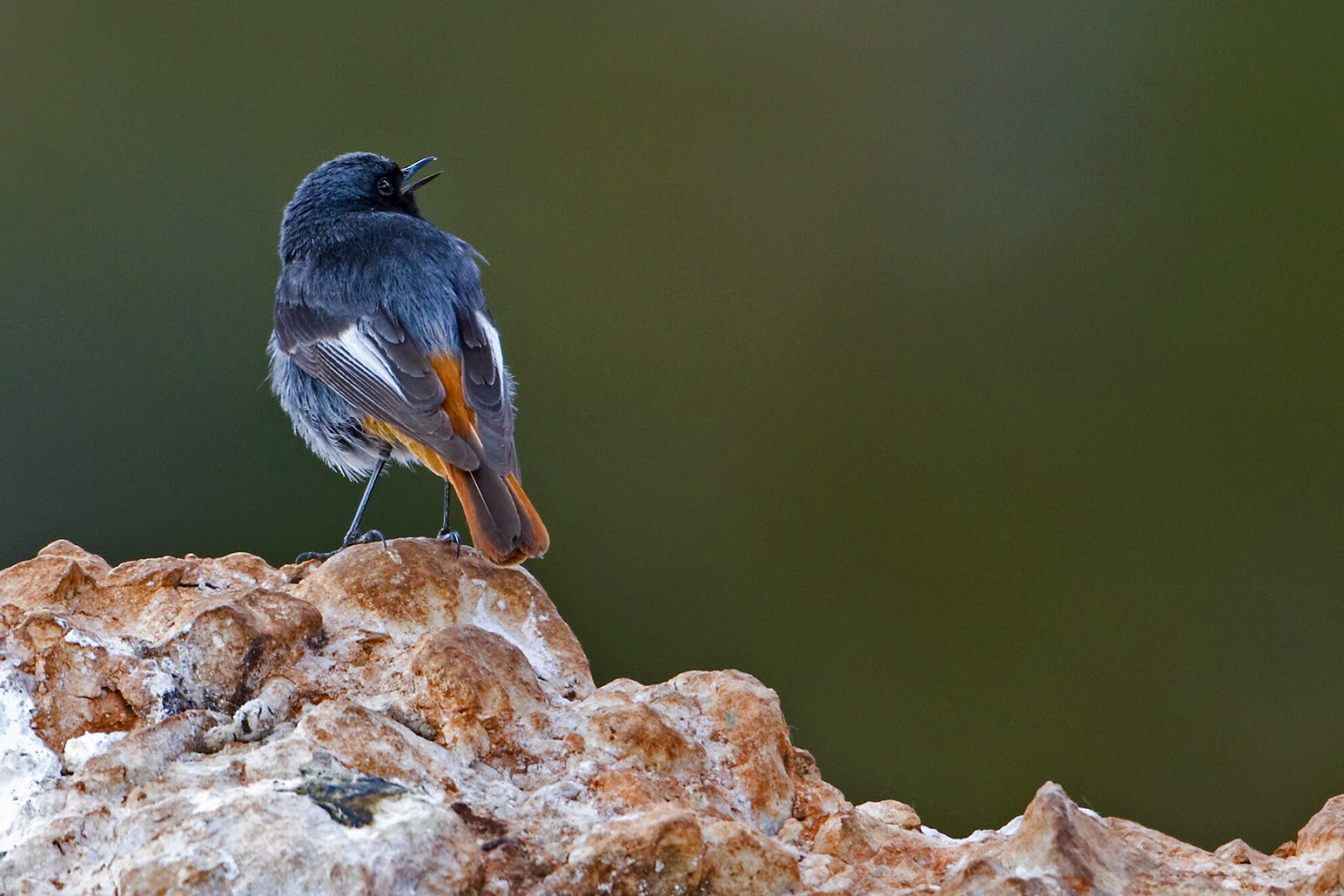 PETER'S PORTFOLIO..............Bird & Wildlife Photography: Black Redstart