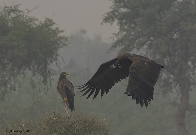 Indian Birds Photography: [BirdPhotoIndia] Cinereous Vulture in Flight