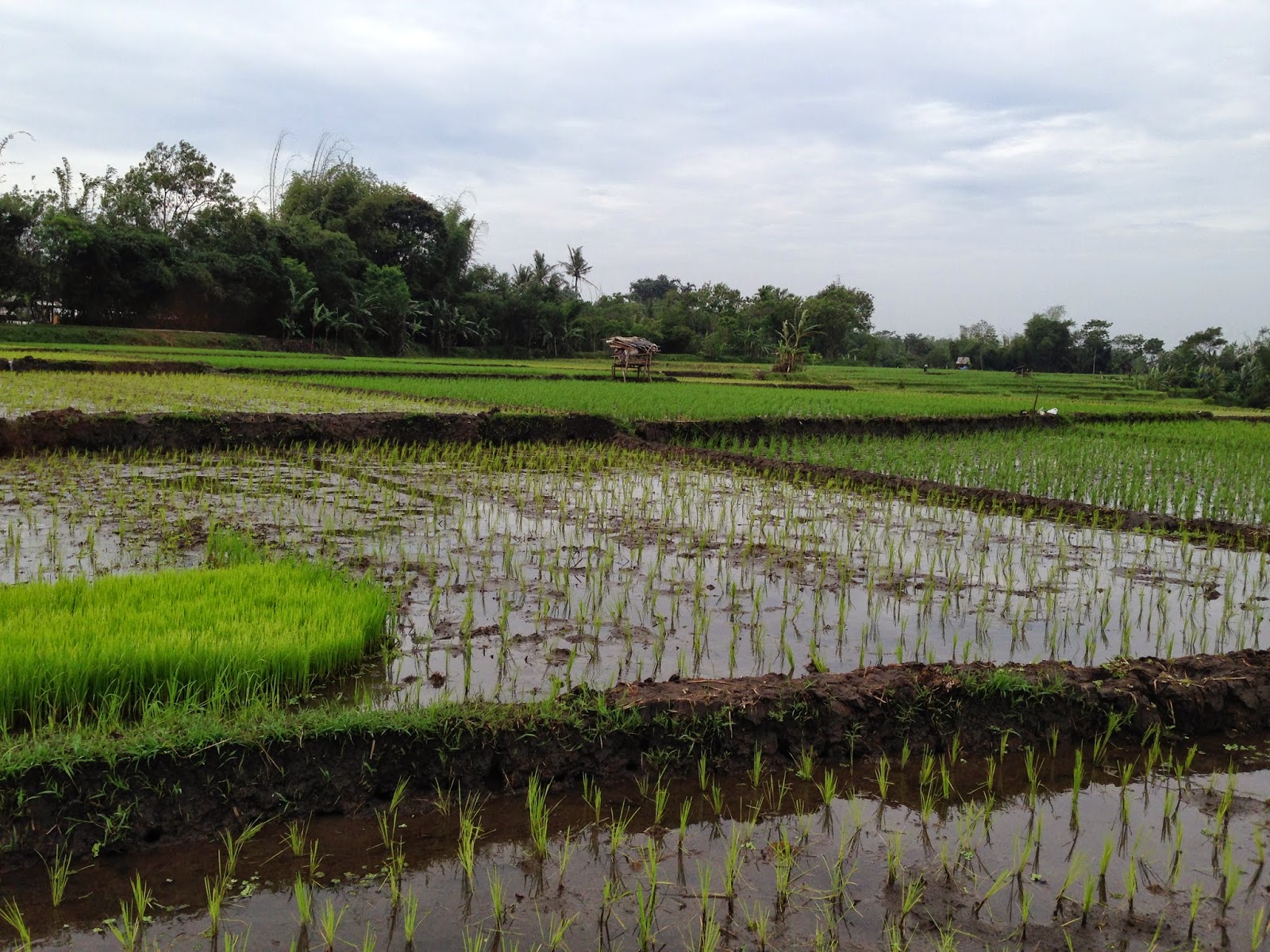 Penyuluhan Kelompok B2 Fapet 2013: Penerapan Sistem Irigasi ...