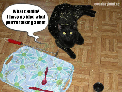 Catladyland: Cats are Funny: Liar Cat