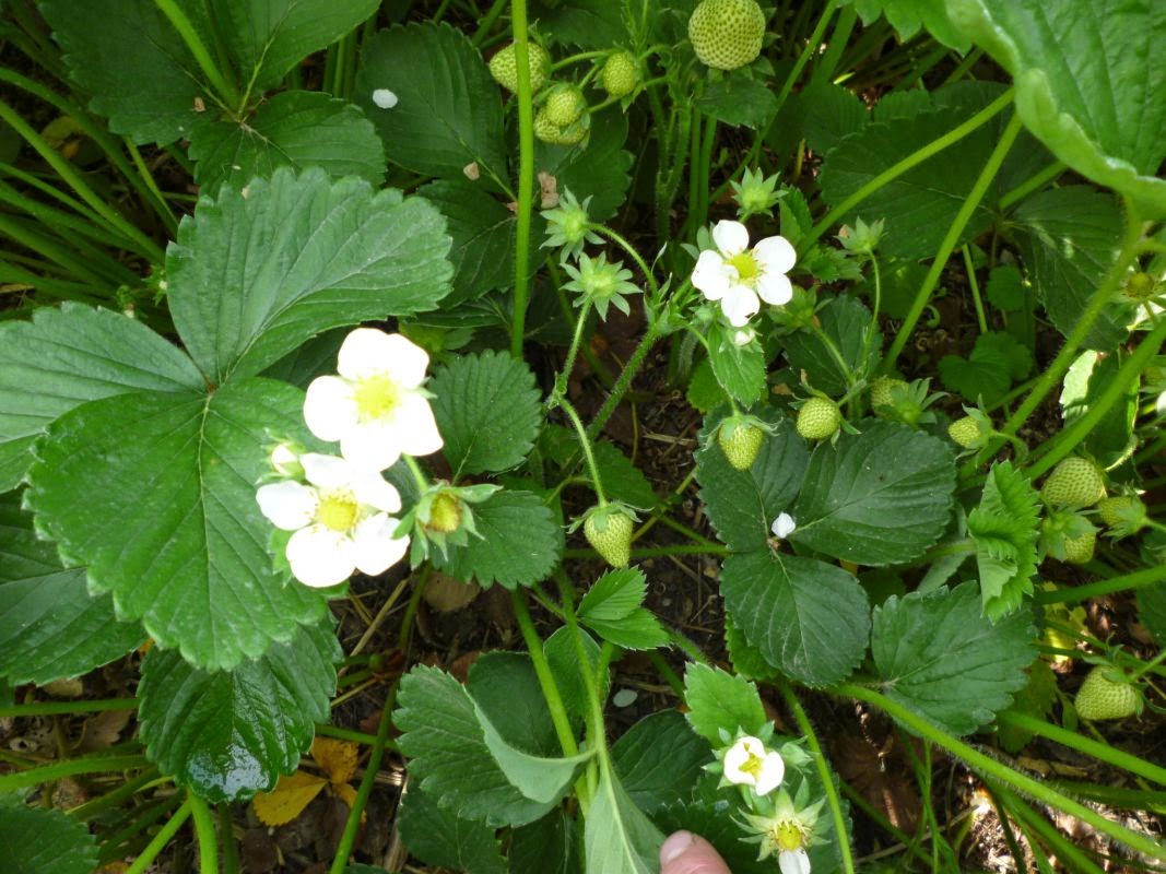 Din gradina,: Capsuni