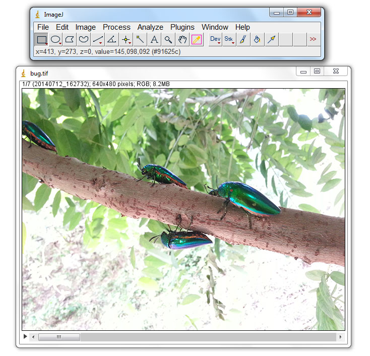 My imageJ: เมนู Image with ImageJ [ตอนที่ 47] Hyperstacks, สร้างแปลง ...