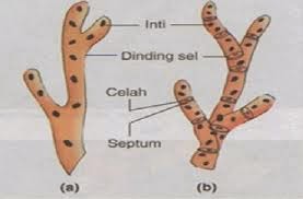 lingkaran-pengetahuan: Ciri-Ciri Morfologi dan Fisiologi Jamur atau Fungi