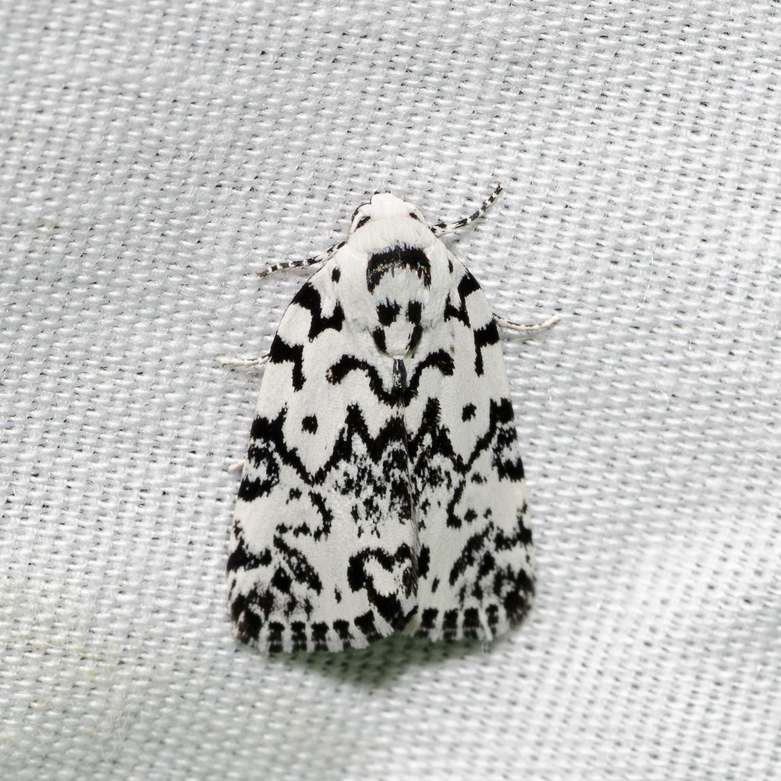 On the Subject of Nature: Some Magnificent Moths