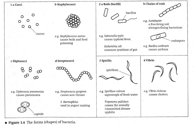 World Science Articles: Microbiology