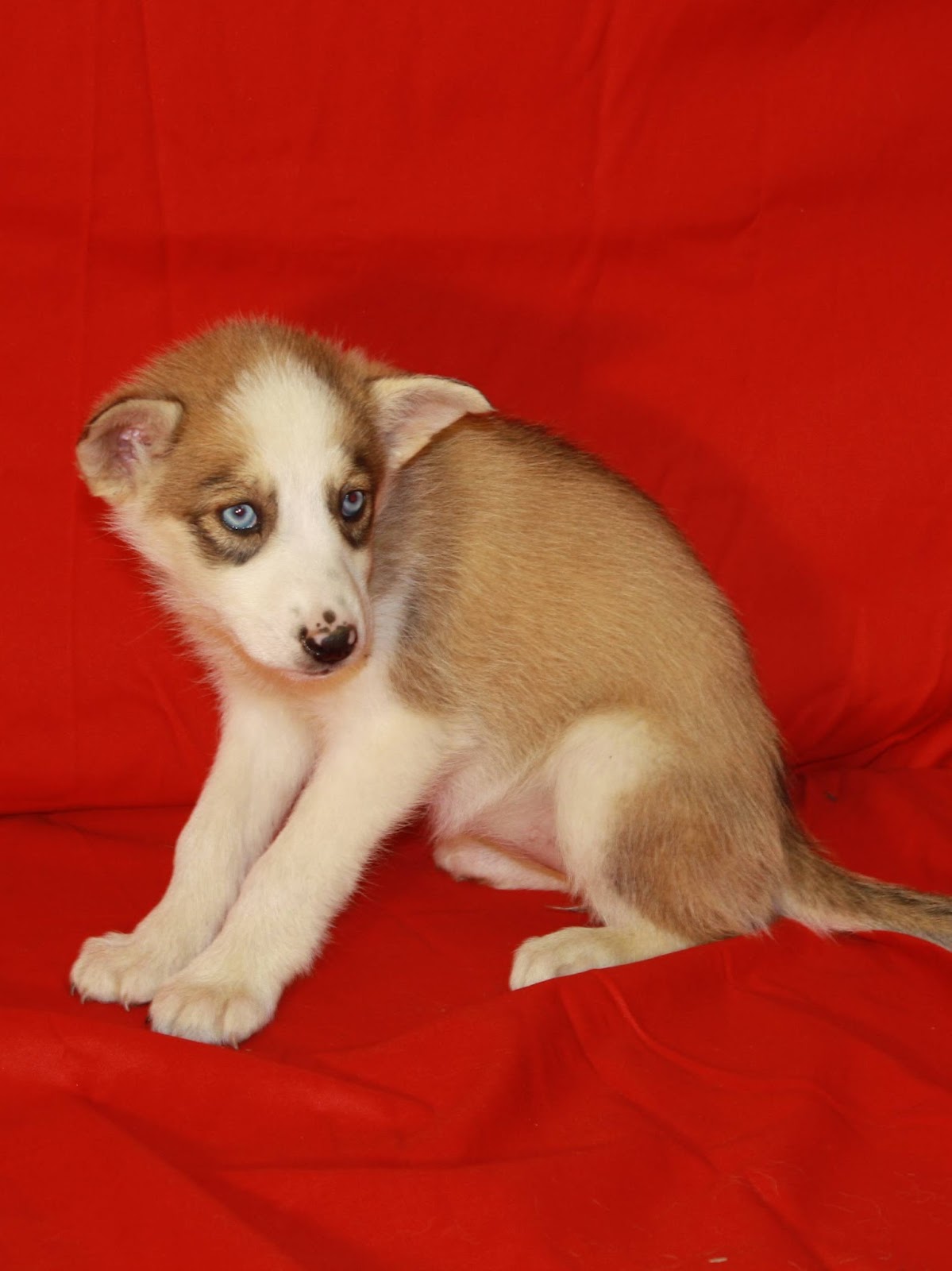 The SP Kennel Dog Log: 8 Week Old Puppy "Shots"