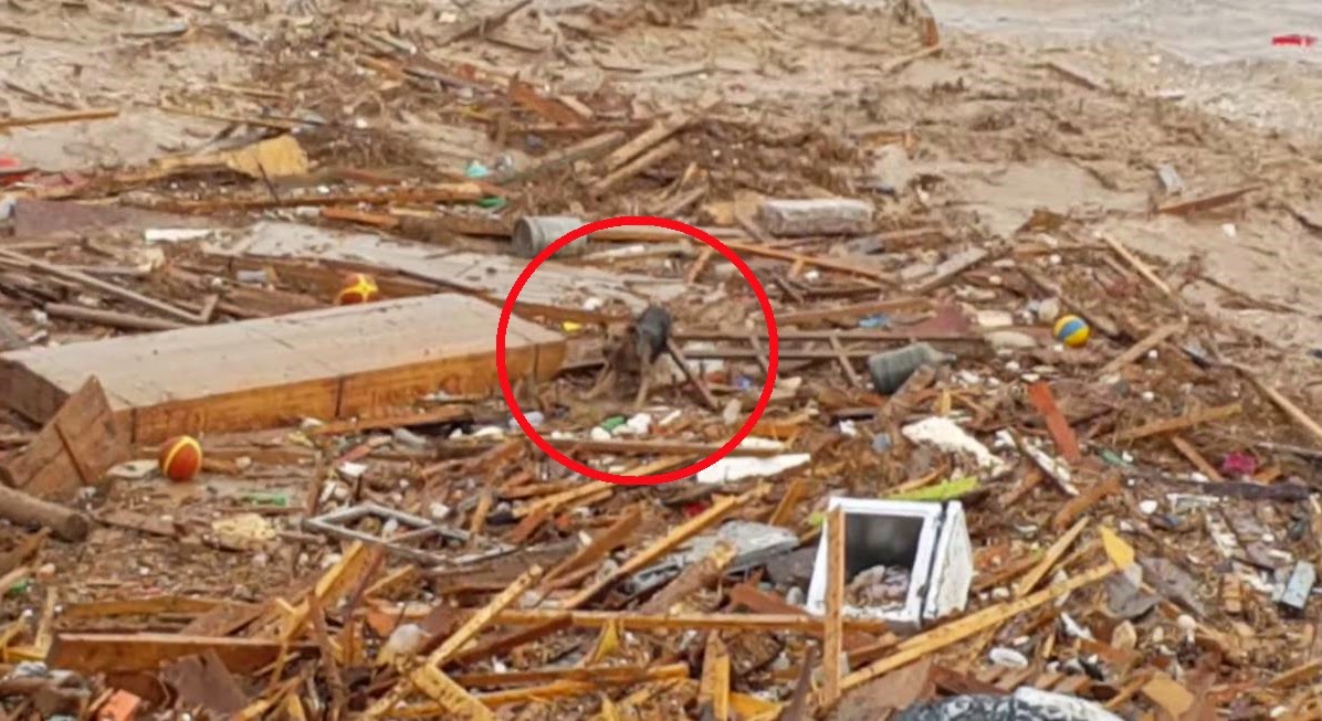 Perro escapa milagrosamente de ser arrastrado entre los escombros de ...