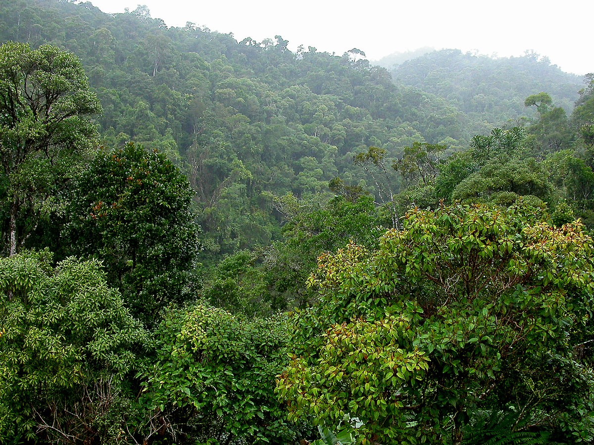 Madagascar - Parc national de Ranomafana - Les routes de tous les voyages