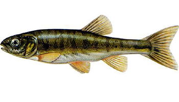 Les Pêcheurs du Réolais: Presentation