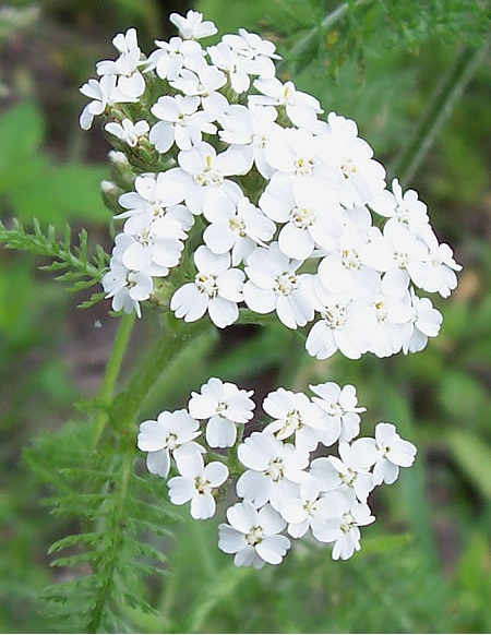 Beauty Of Flowers: Common Yarrow