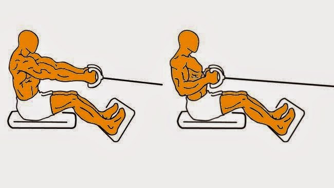 True Fitness Exercises: Back exercise: Seated cable row