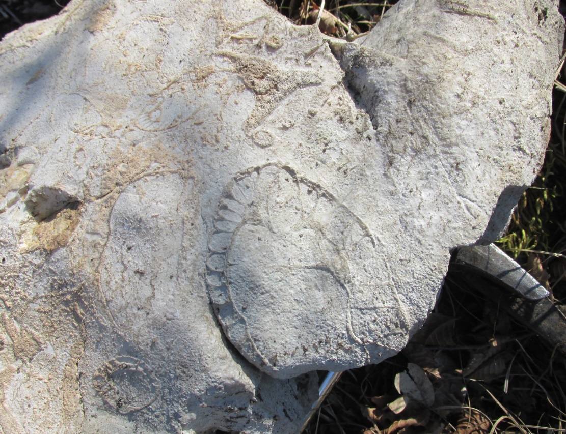 HERCEGOVINA-GEOARHEO: JEDINSTVENI FOSILI MORSKIH ŠKOLJAKA STARIH PREKO ...