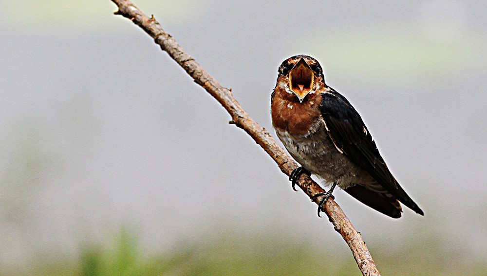 tyto tony: October 2012