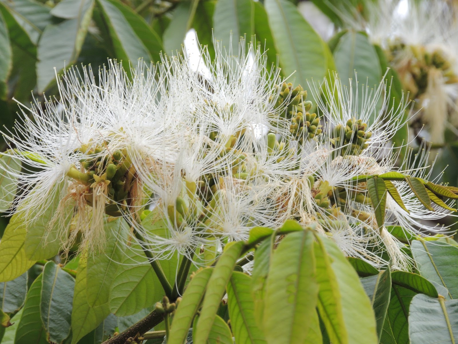 Fabaceae - Leguminosae no Brasil: Fabaceae - Inga edulis var. edulis ...