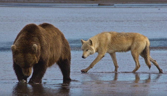 White Wolf : Wolves learn to fish for salmon by watching coastal brown ...