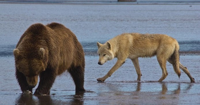 White Wolf : Wolves learn to fish for salmon by watching coastal brown ...