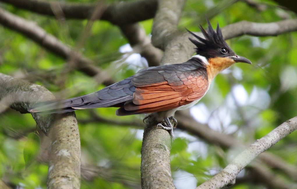 CUCKOO ROLLER BIRD photos - wallpapers | the fun bank
