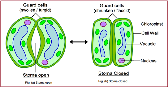 Biology Notes for Learners: Internal Structure of a Leaf