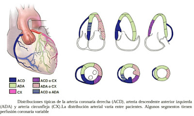 ICC: 2. Anatomía y Segmentación: