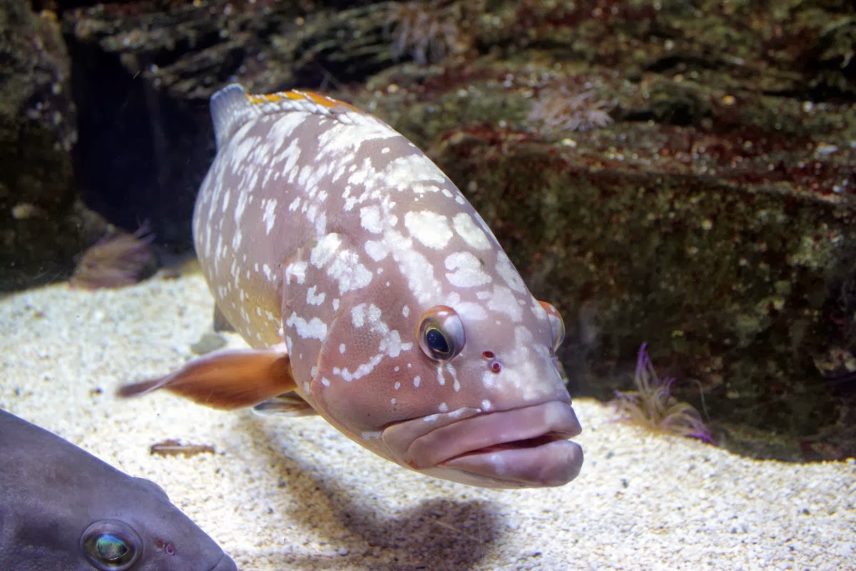 Lipnickai - apie ir aplink mus. : Genuja - 09 23