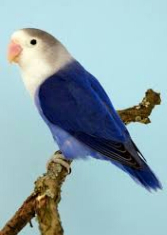 86+ Tren Gaya Jenis Warna Violet, Warna Dasar