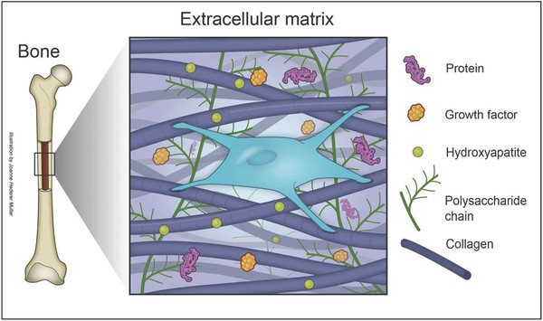 Ciencias de Joseleg: 3 LA MATRIZ EXTRACELULAR
