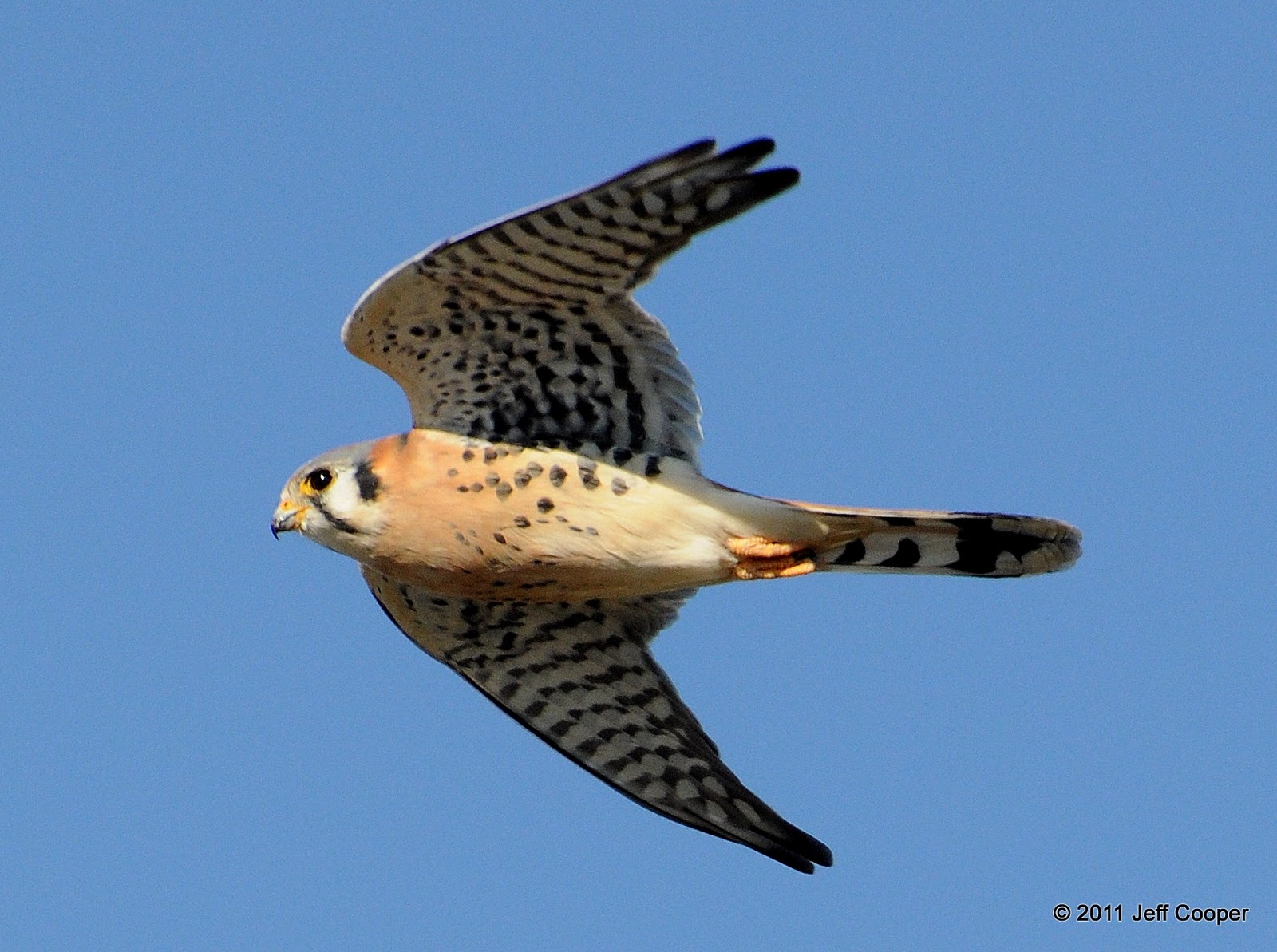 NeoVista Birds and Wildlife: American Kestrel: The Small But Colorful ...