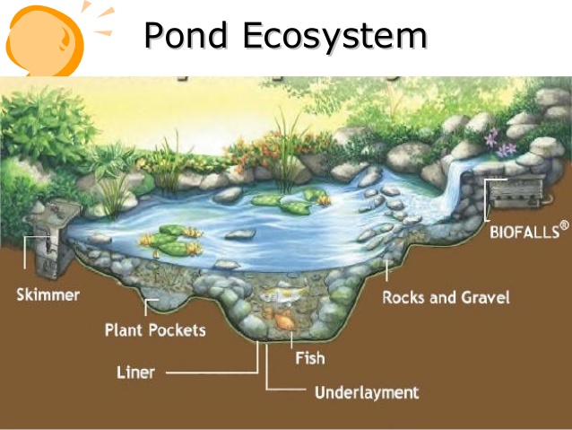Study Of Different Components Of Pond Eco-system