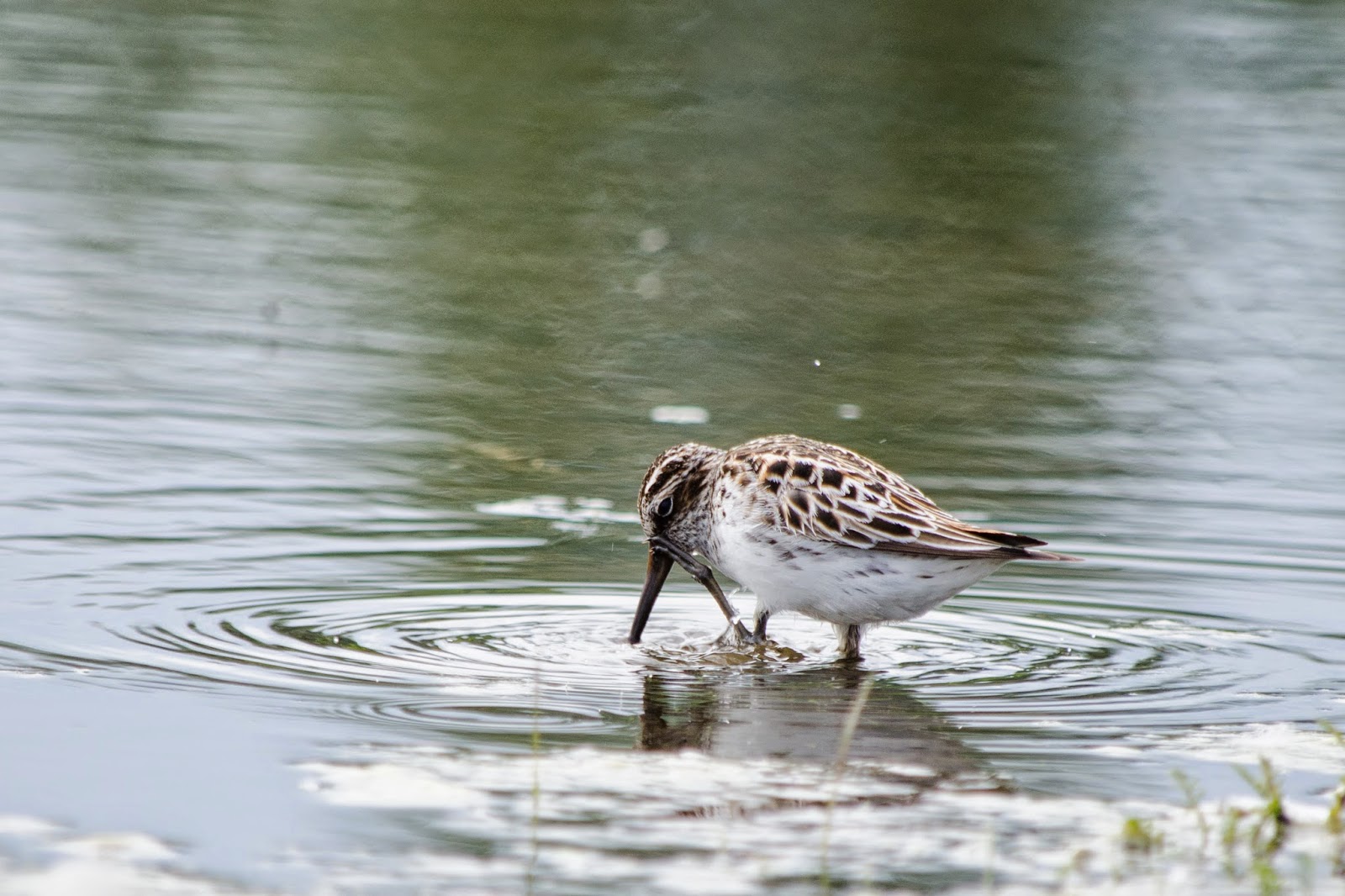 Looduspildid: Plütt, Limicola falcinellus, Broad-billed Sandpiper