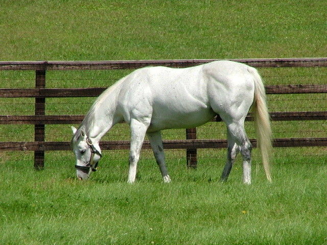 Stallion News: Chichicastenango, Sir Percy e Myboycharlie - MONDOTURF