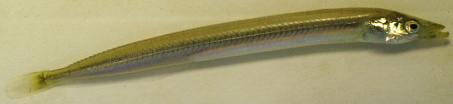 Artes de Pesca: VAMOS A PESCAR SONSO