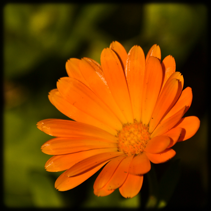 Cedar's Photography: Shades of Autumn -- Orange