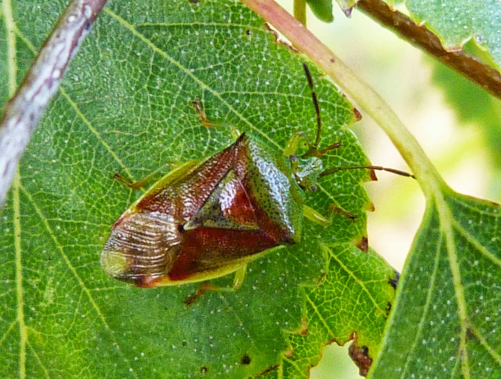 Insects of Scotland: True Bugs