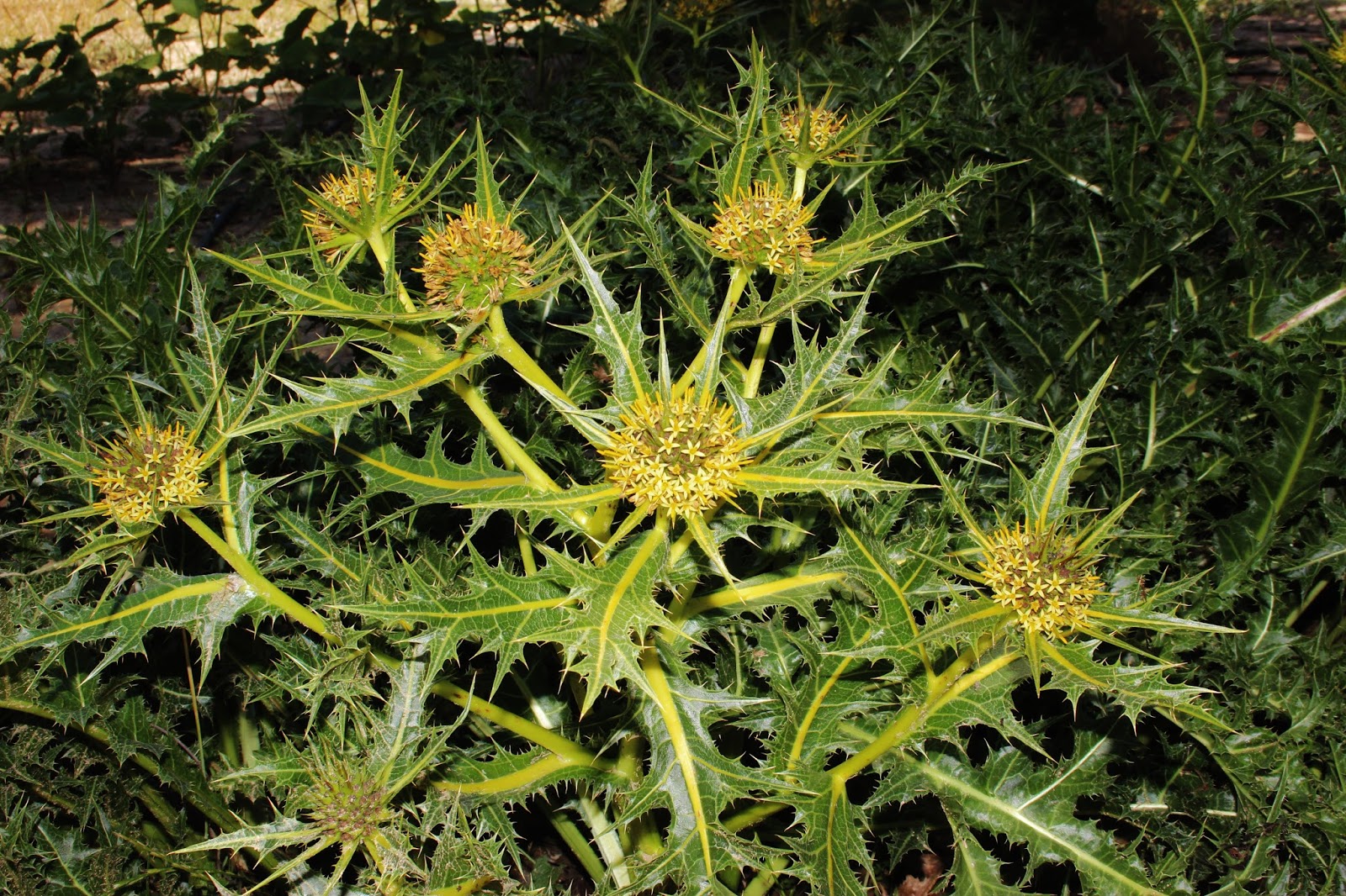 Biodiversity of Cyprus by NGO Protection of the Natural Heritage and ...