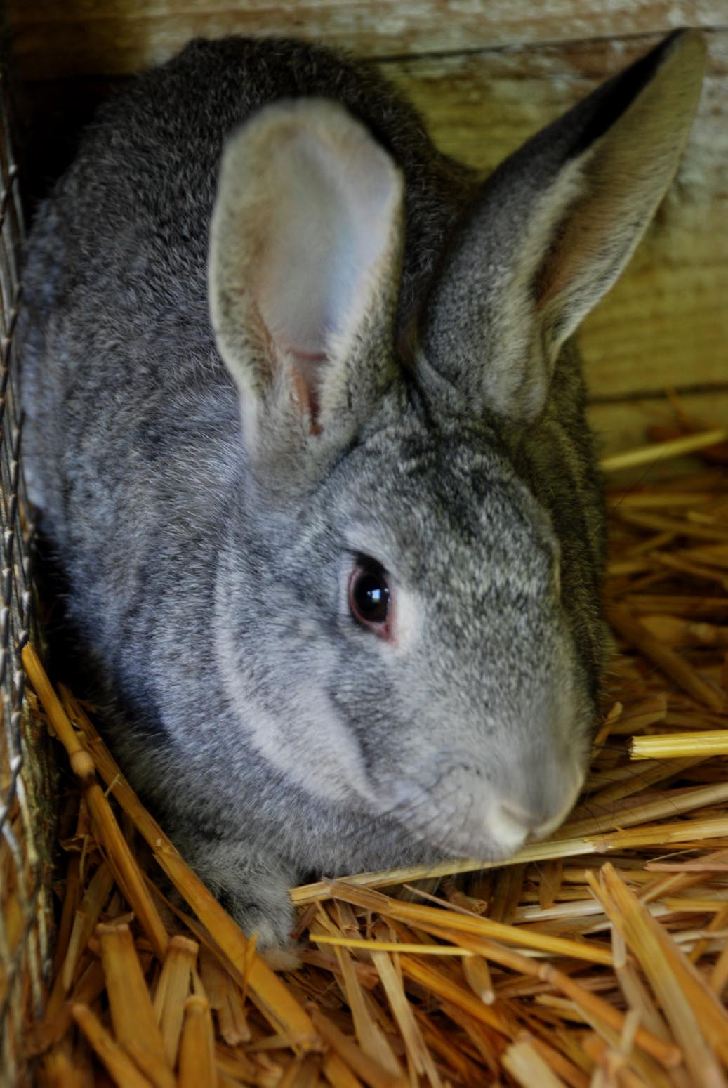 Applegarth Farm: The rabbitry ~ American Chinchilla's