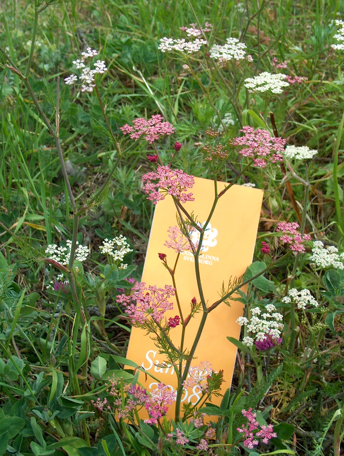 Caraway Tea Benefits ~ Healthy Tea 101