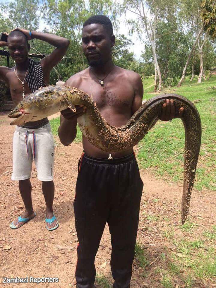 See this snake like fish caught in River Malawi | OddNaija