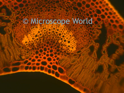 Microscope World Blog: TRITC Fluorescence