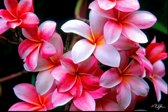 tokobungakarangan: Manfaat Bunga Kamboja