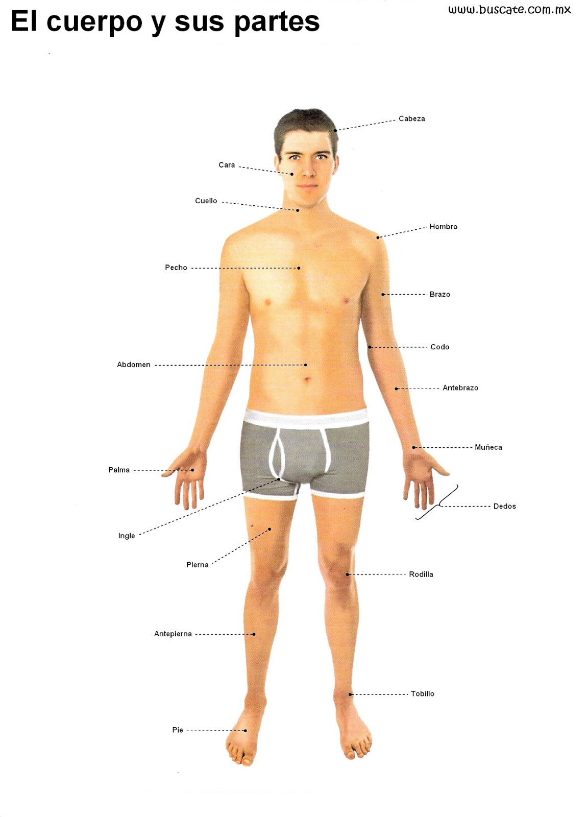 Cuerpo - Printable Templates Free Cuerpo - Printable Templates Free
