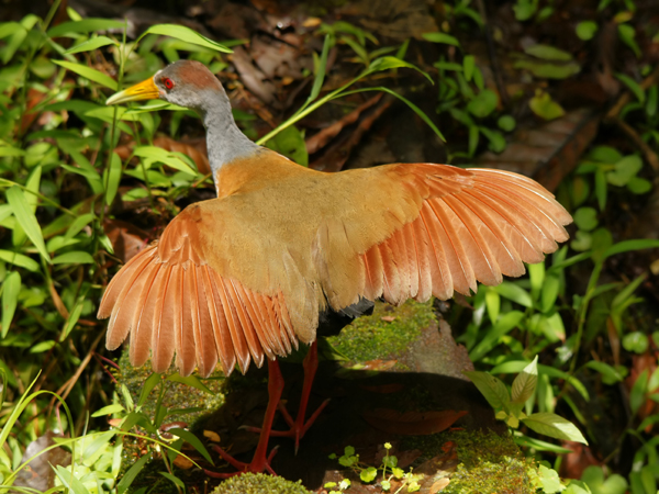 Bellas Aves de El Salvador: Aramides axillaris (tamborcito, rascón ...