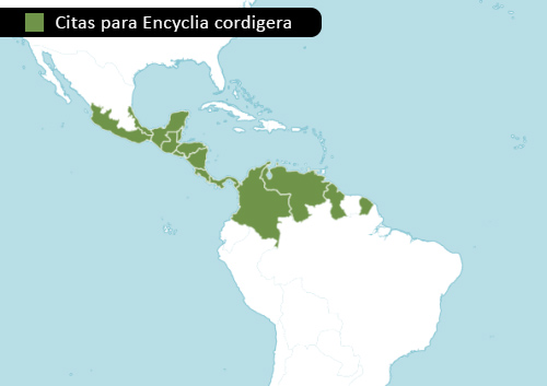 Grupo Orquideófilo del Norte Santafesino: Encyclia cordigera