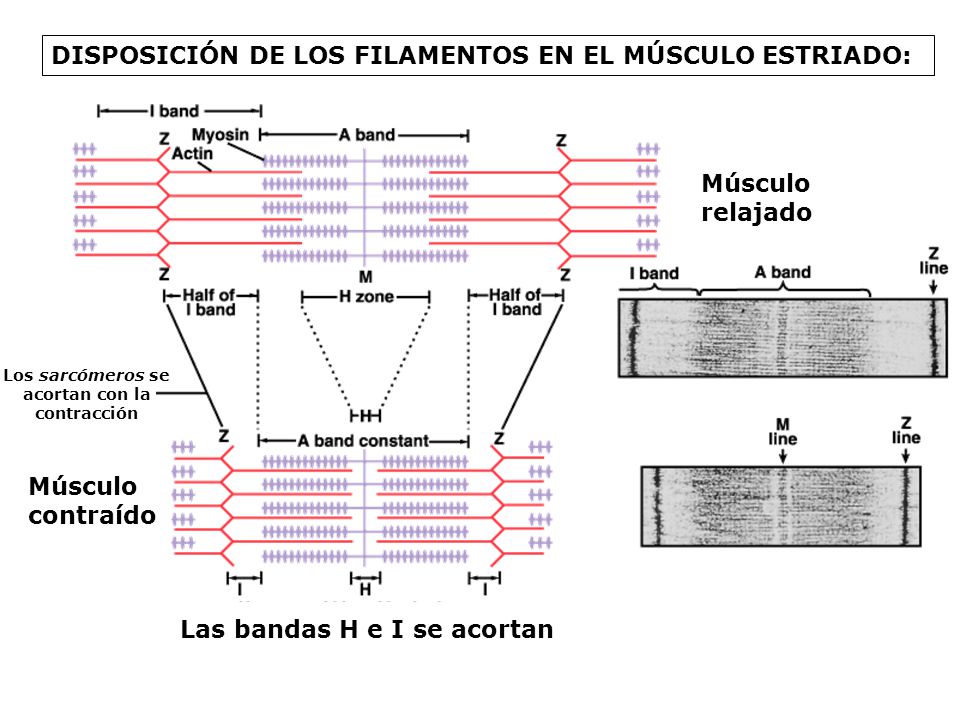 INTRANATOMÍA: 05. FISIOLOGIA DE LAS FIBRAS MUSCULARES