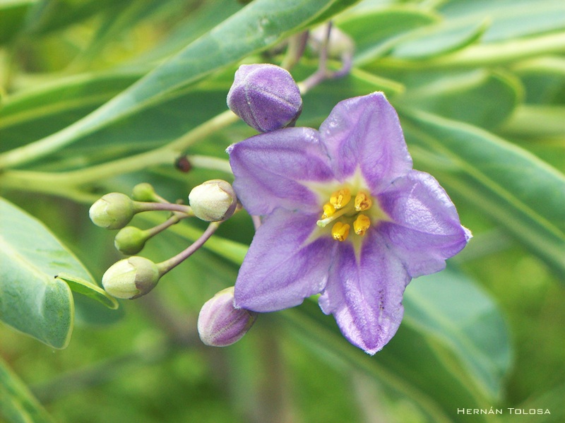 Solanum glaucophyllum - Alchetron, The Free Social Encyclopedia