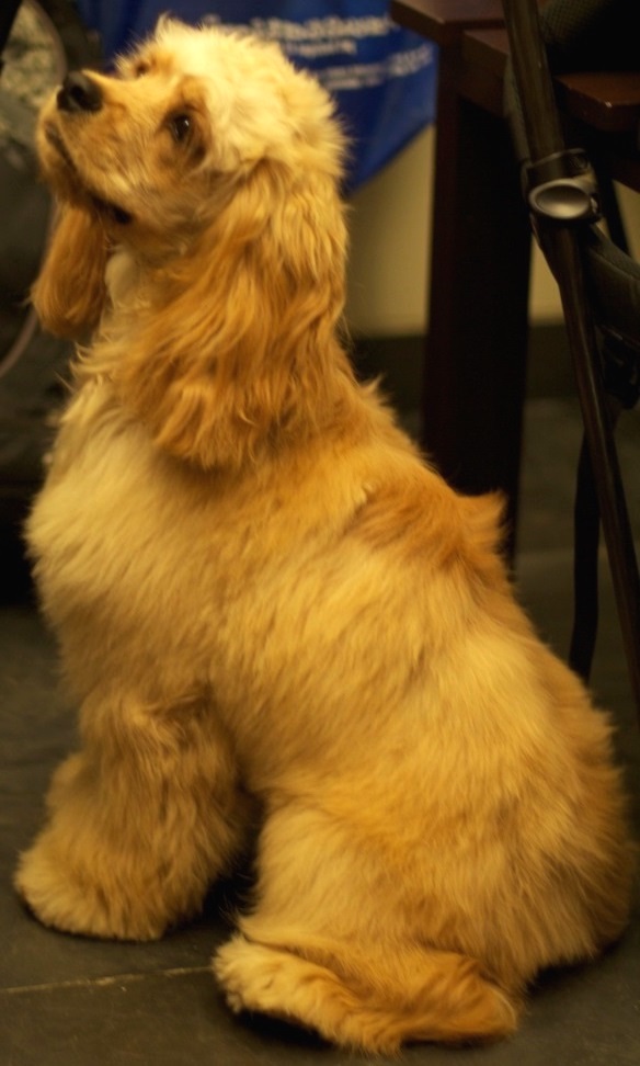 Breeds of Pets: American Cocker Spaniel