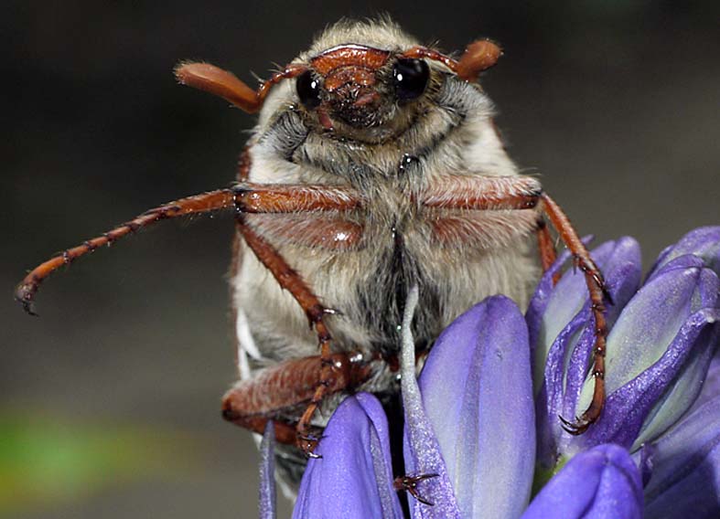 CABINET OF CURIOSITIES: May-bug (in June)