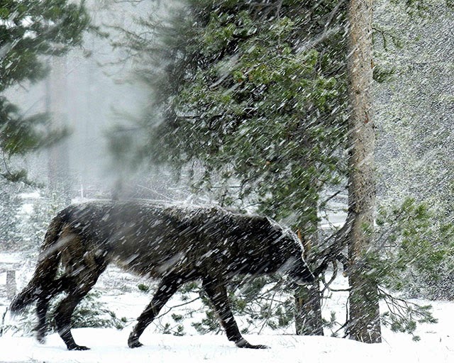 Charisma of Nature; The Most Amazing Animals As You Never See Before ...